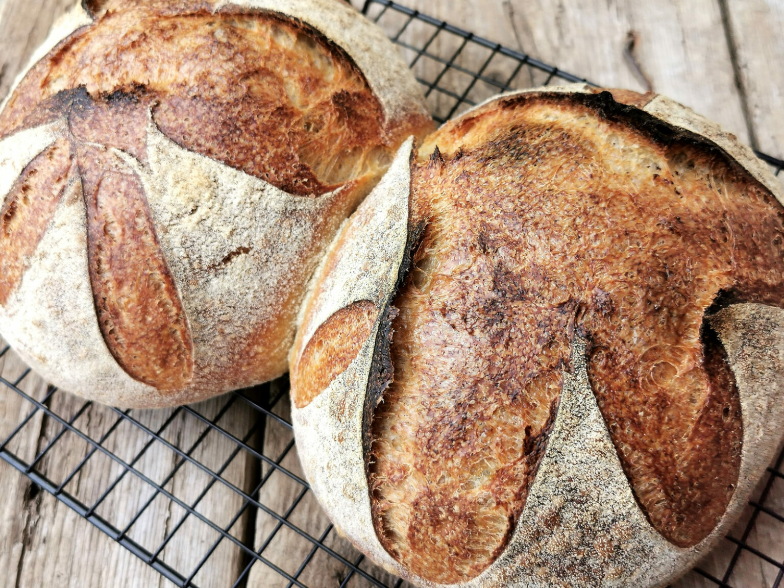 Meine leckeren Kleine Dinkel-Mischbrote [Rezept für Hobbybäcker]