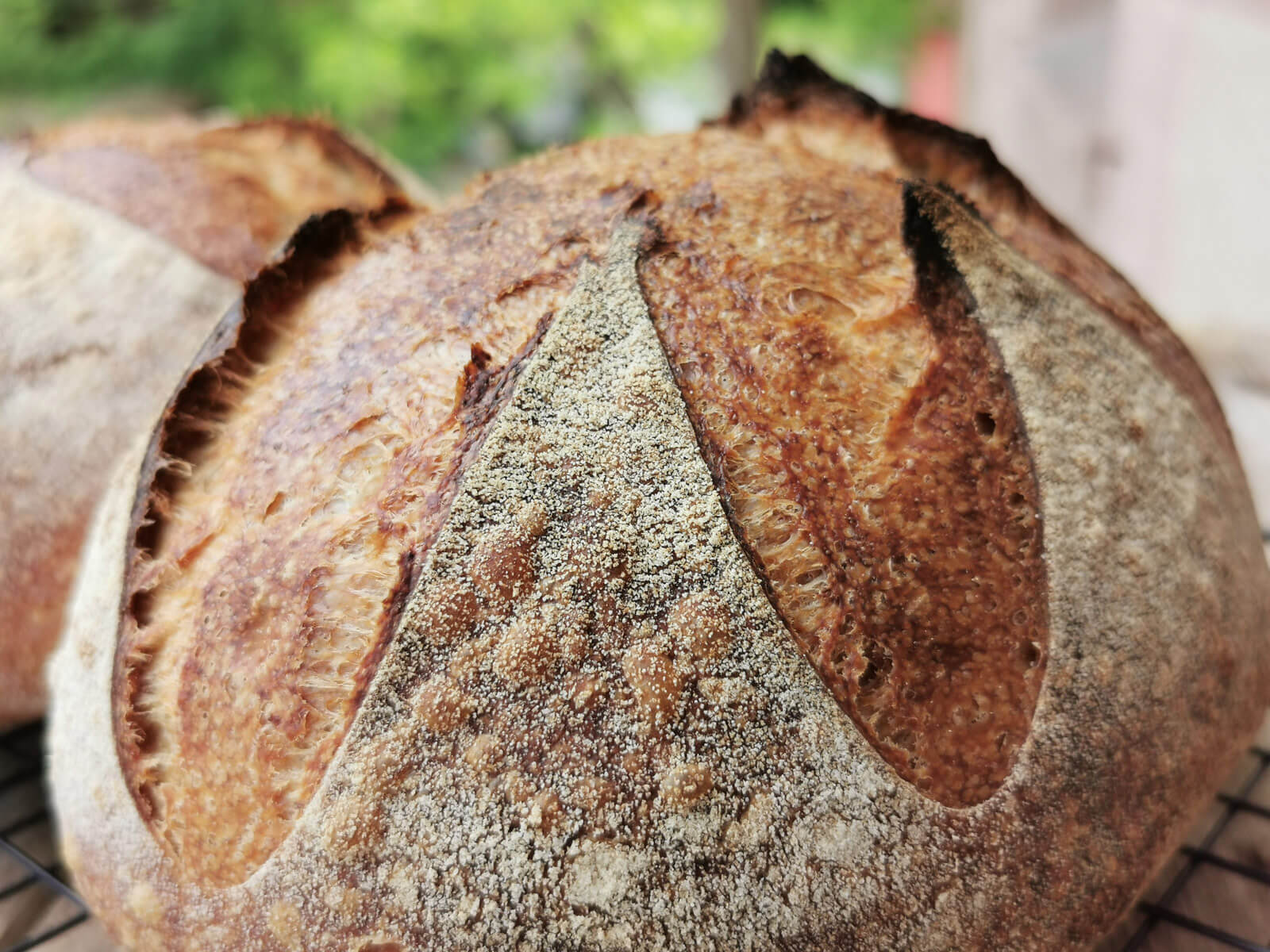 Meine leckeren Kleine Dinkel-Mischbrote [Rezept für Hobbybäcker]